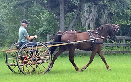 Brookridge Morgans, breeding classic type Morgan Horses in dun, cream ...